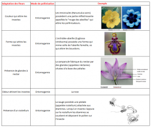 CHAPITRE 1 – Organisation des plantes à fleur - SVT