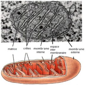 CHAPITRE 3 - Origine de l'énergie nécessaire au mouvement - SVT
