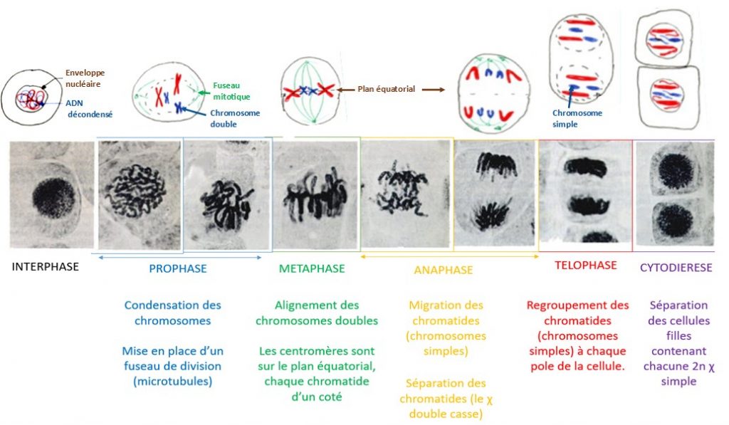 CHAPITRE 3 – La transmission de l’information génétique au cours du temps - SVT