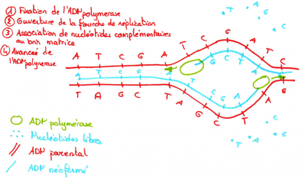 CHAPITRE 3 – La transmission de l’information génétique au cours du temps - SVT