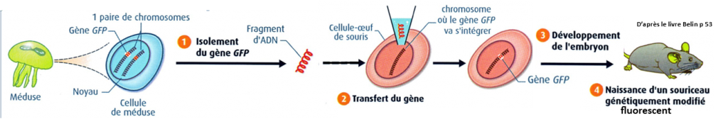 CHAPITRE 2 - L'ADN : Origine de la spécialisation cellulaire - SVT