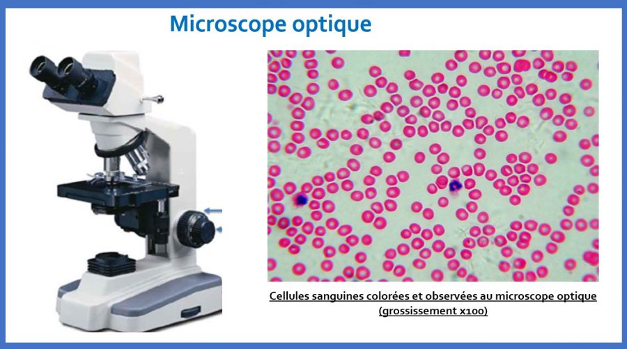 Chapitre 1 - La cellule et l’organisation du vivant. - SVT