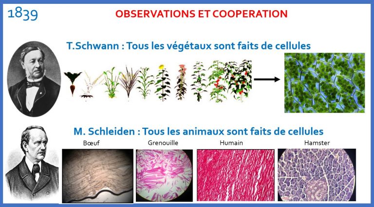 Chapitre 1 - La cellule et l’organisation du vivant. - SVT