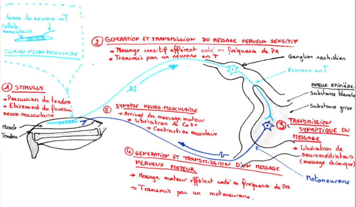 CHAPITRE 1– Le reflexe myotatique : un mouvement reflexe du muscle - SVT