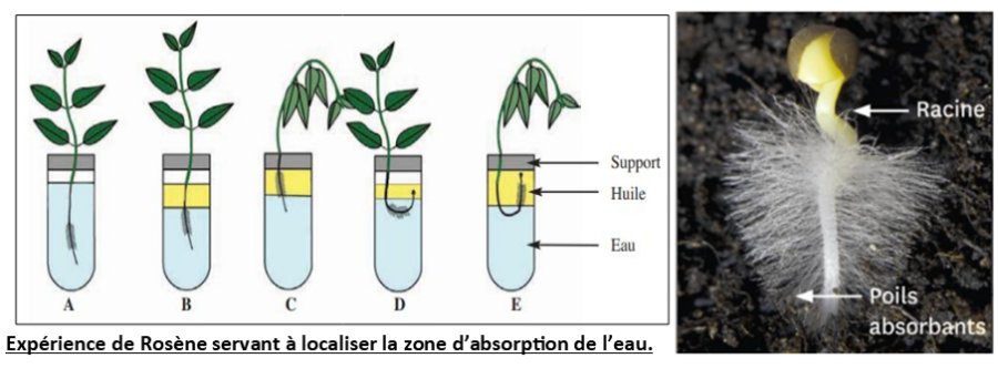 CHAPITRE 1 – Organisation fonctionnelle des plantes à fleur - SVT